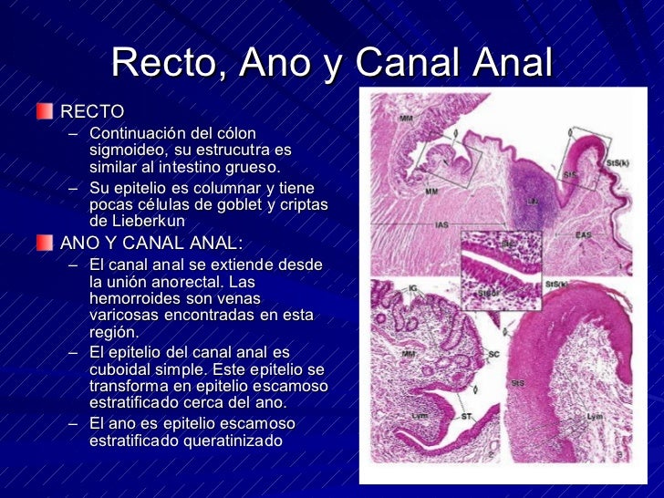 Sistema gastrointestinal