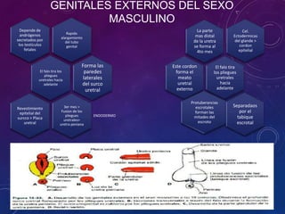 Sistema genital | PPTX