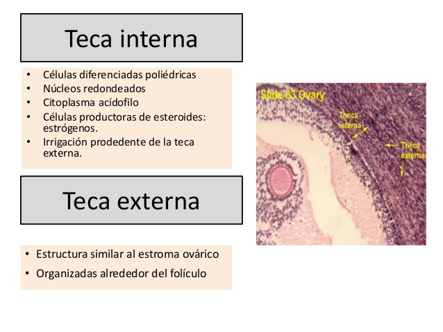 Sistema genital femenino