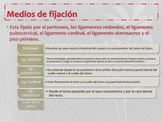Sistema genital femenino | PPTX