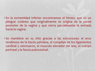 Sistema genital femenino | PPTX