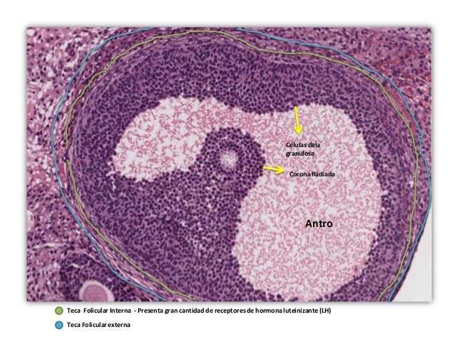 Sistema genital femenino - Histología