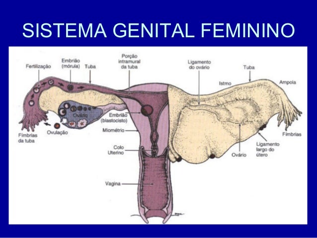 Anatomía Interna Femenina