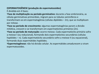 Sistema genital masculino | PPT