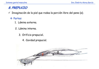 Sistema genital masculino | PDF
