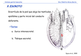 Sistema genital masculino | PDF