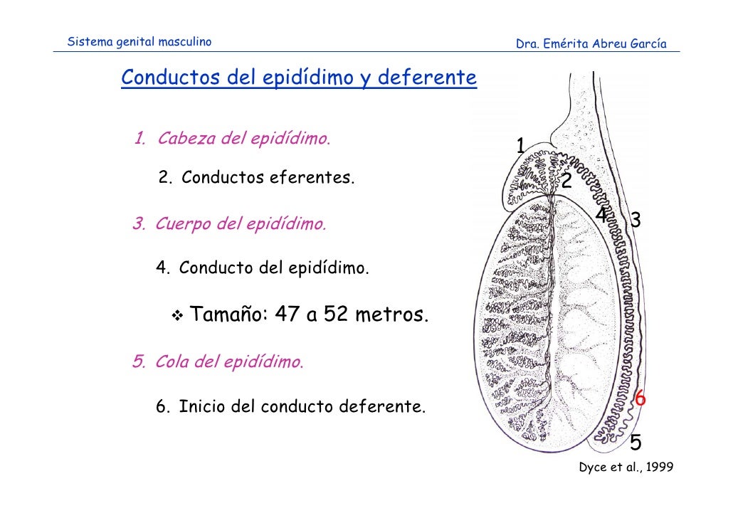 Sistema genital masculino