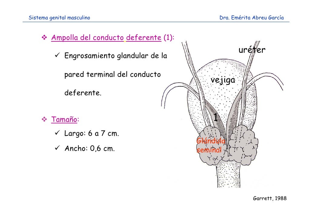 Sistema genital masculino