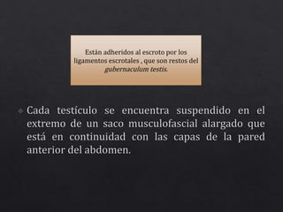Sistema Genital Masculino Parte I | PPTX