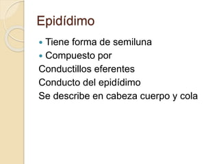 Histologia del Sistema genital masculino | PPTX