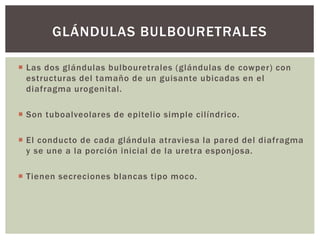 Sistema genital masculino | PPTX