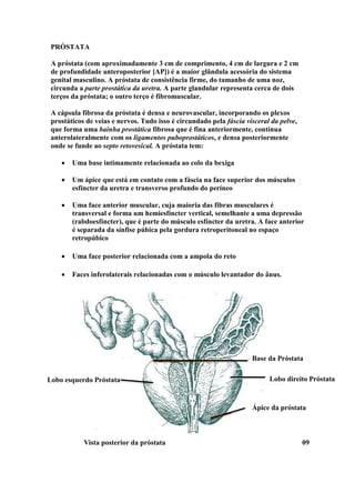 Sistema genital masculino | PDF