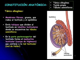 Sistema Genital Masculino.pdf COMPLETO CFC | PDF