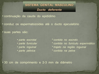 Sistema genital masculino2 | PPT