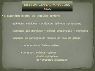 Sistema genital masculino2 | PPT