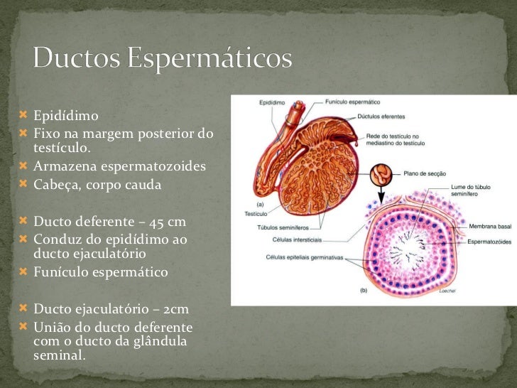 Sistema genital masculino2