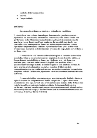 Sistema genital masculino 2 | PDF