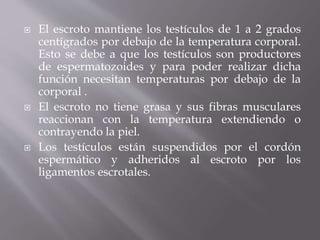 Sistema genital masculino y sistema genital femenino11 | PPTX