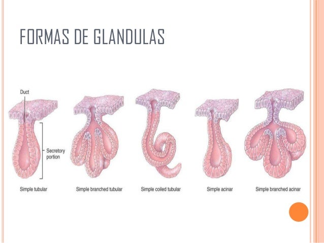 Sistema glandular