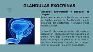 SISTEMA GLANDULAR , tipos de glandulas - | PDF