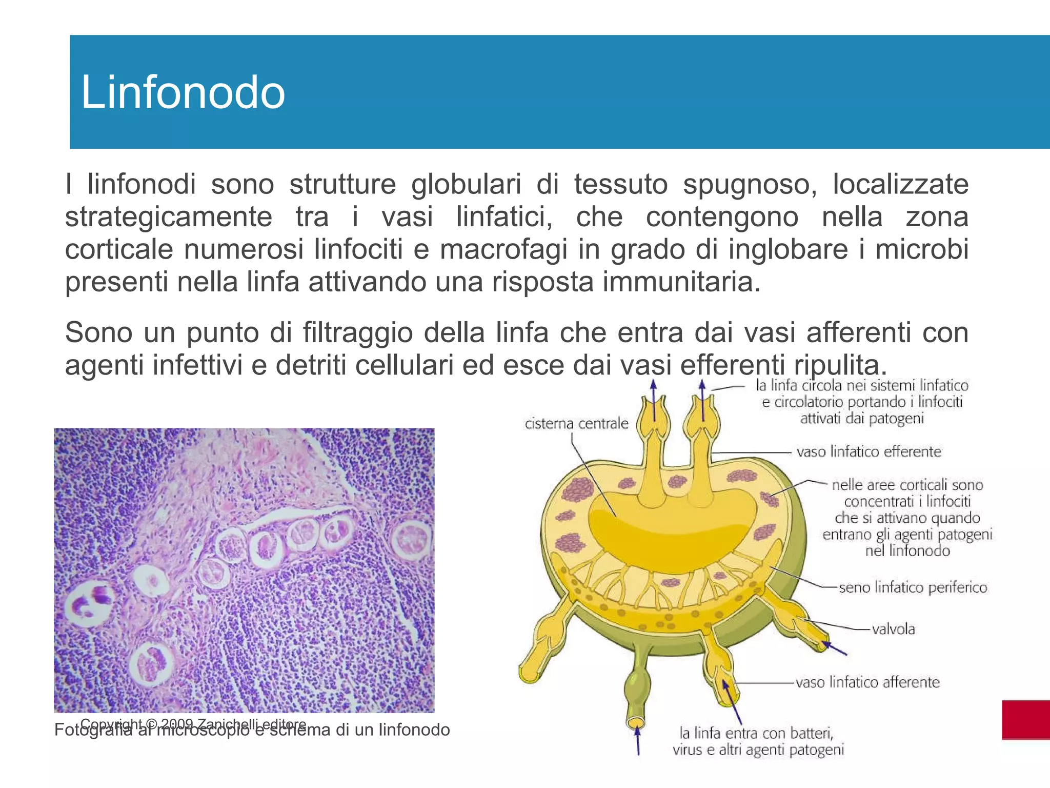 Sistema immunitario | PPT