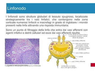 Sistema immunitario | PPT