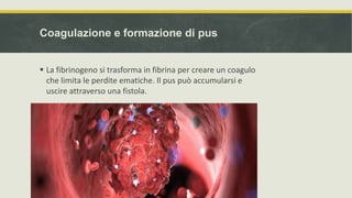 Sistema Immunitario.potx | Infectious Diseases | Diseases and Conditions