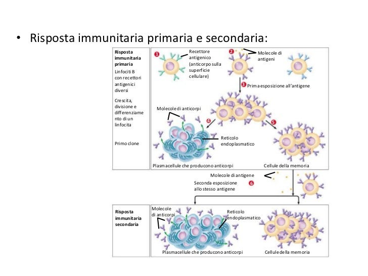 Sistemaimmunitarioluzzago