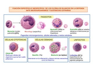 Diapositivas del Sistema Inmunologico- Anatomía | PDF