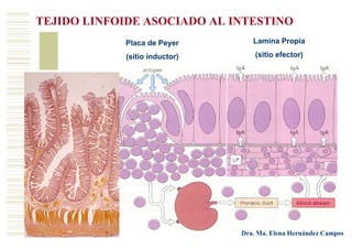 Sistema Inmunitario de las Mucosas | PDF