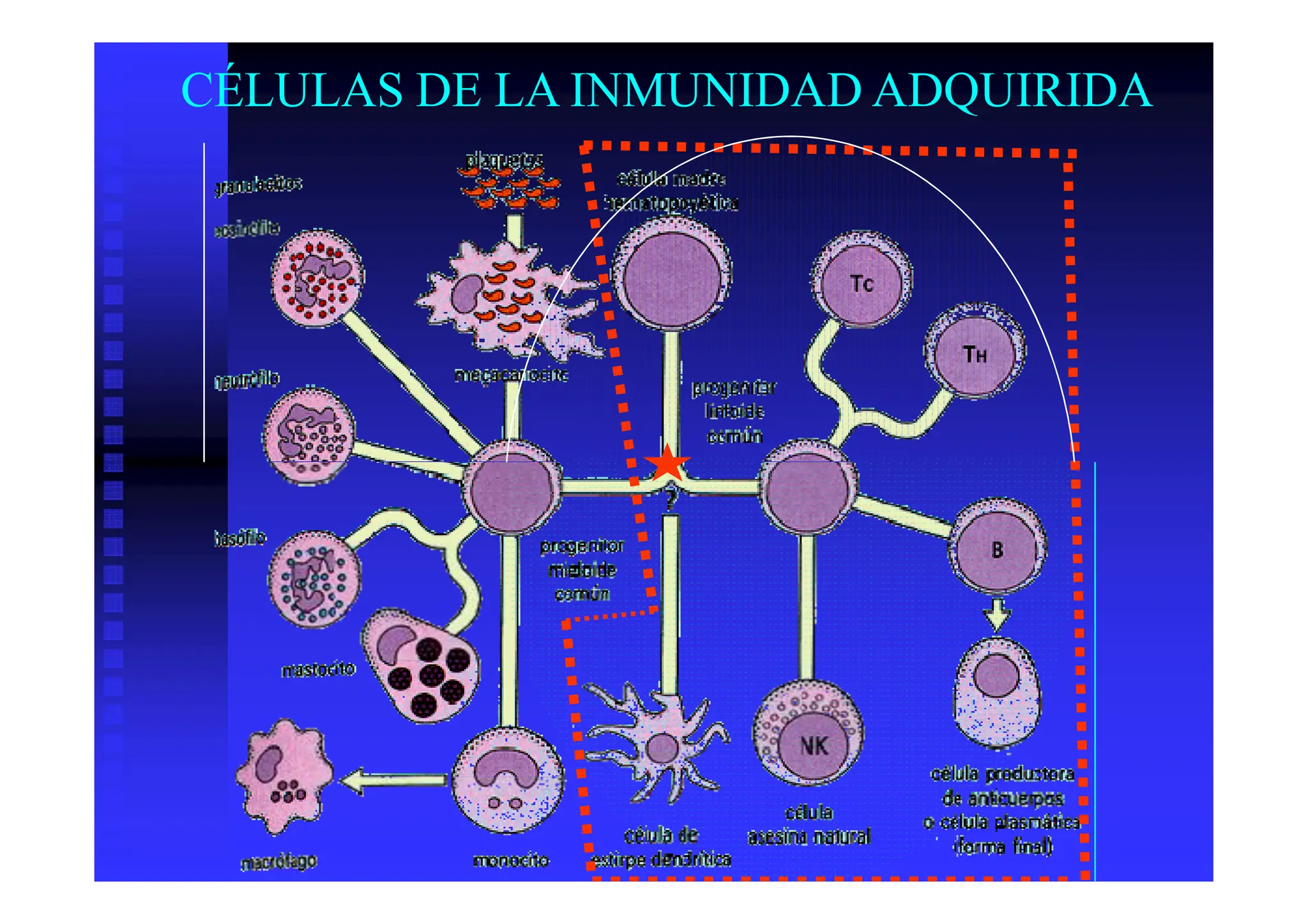 sistemainmunologicohistologia y tejido linfoide | PDF | Blood Disorders ...