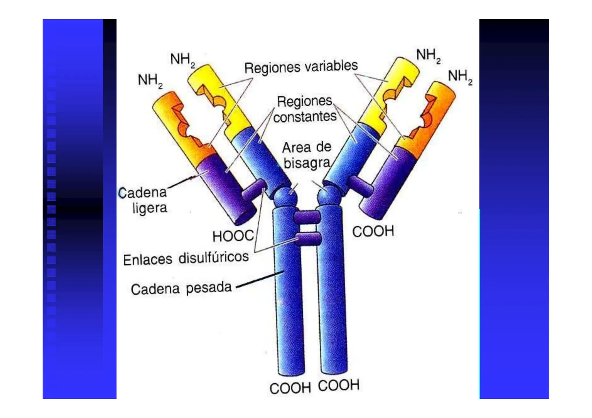 sistemainmunologicohistologia y tejido linfoide | PDF | Blood Disorders ...