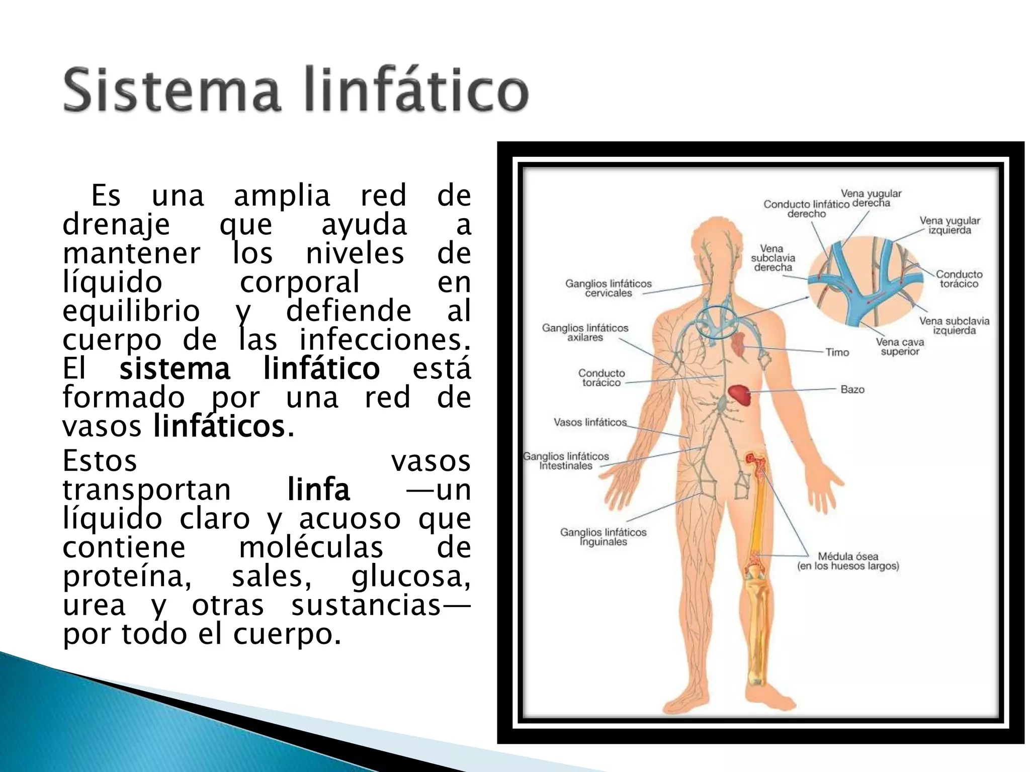 Sistema Inmunitario, Linfático y Sanguíneo. | PPT
