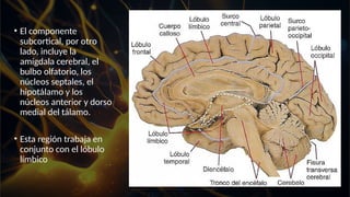 Generalidades y especificaciones del Sistema Limbico | PPTX