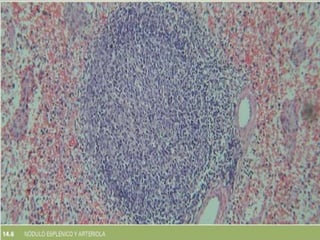 Histologia del Sistema Linfoide | PPTX
