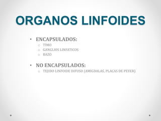 Histologia del Sistema Linfoide | PPTX