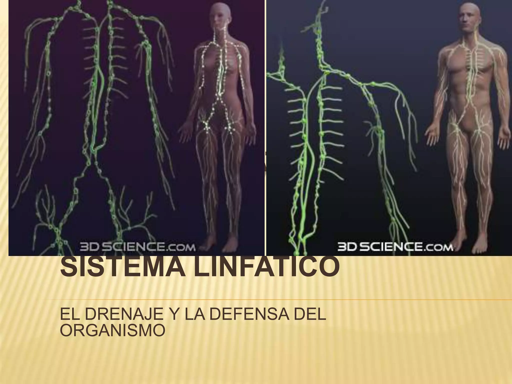 Sistema linfatico | PPTX