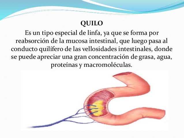 ¿Dónde Se Forman El Quilo Y El Quimo? - Ciencia - Simetria