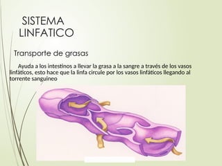 sistema linfatico y adicionales de la presentacion.pptx