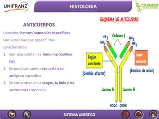 Sistema linfatico - Células | PPTX