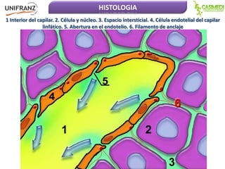 Sistema linfatico tejidos y organos | PPTX