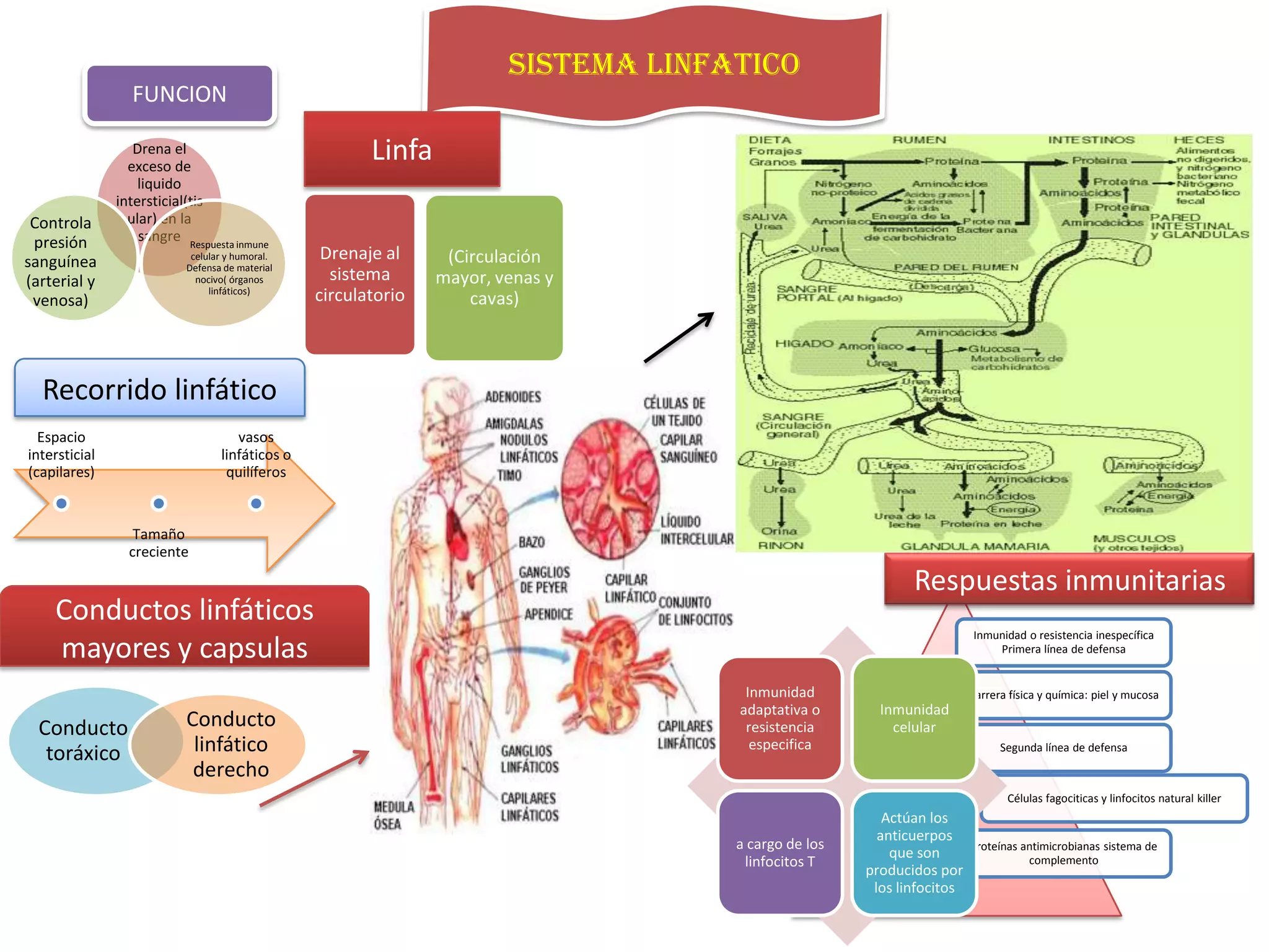 Sistema linfatico 1 | PPTX