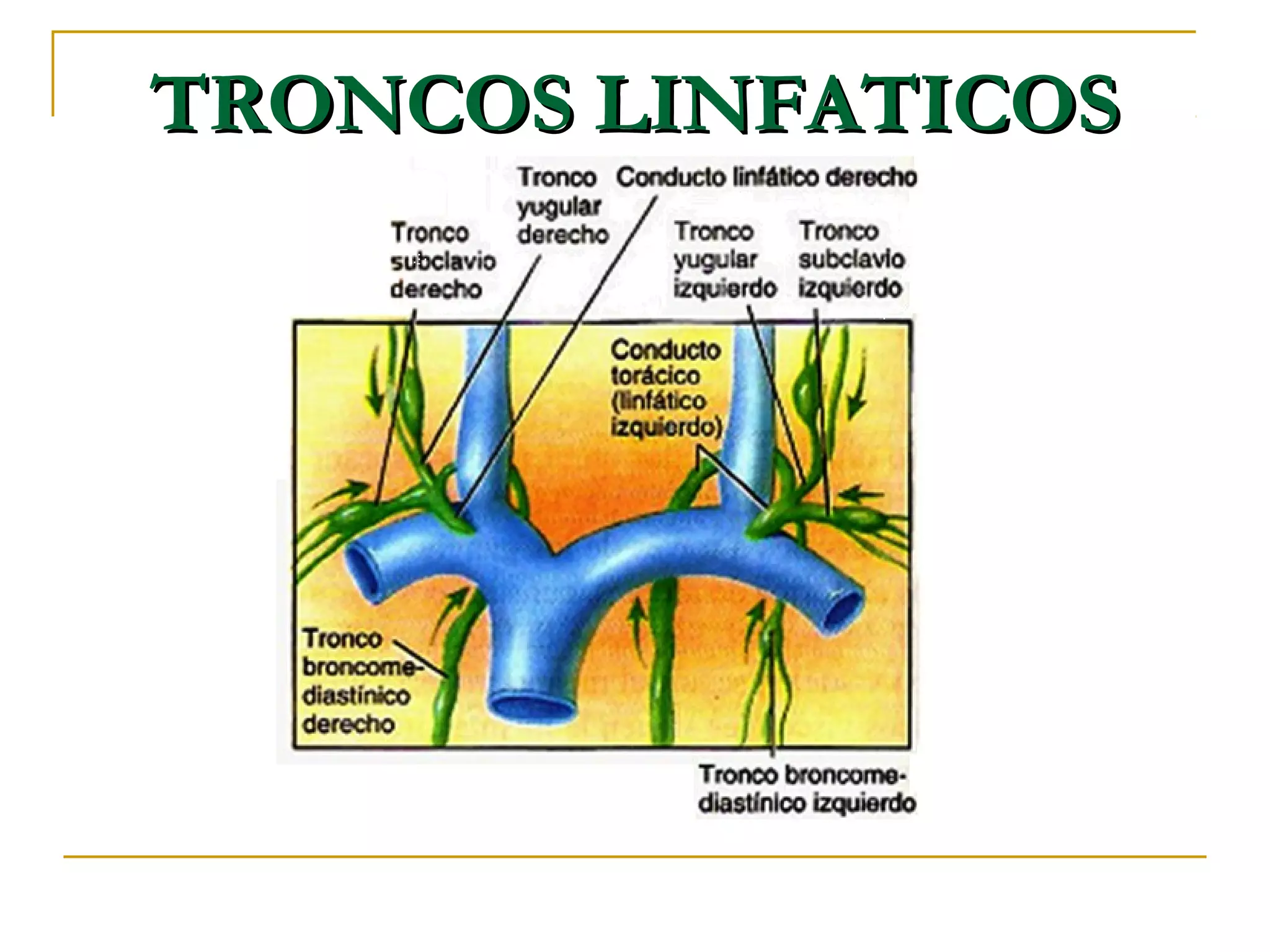 Sistema Linfatico