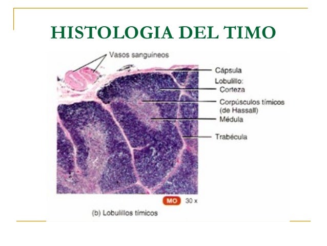 Timo: Es un sistema linfoide primario. El Linfocito T maduran dentro ...
