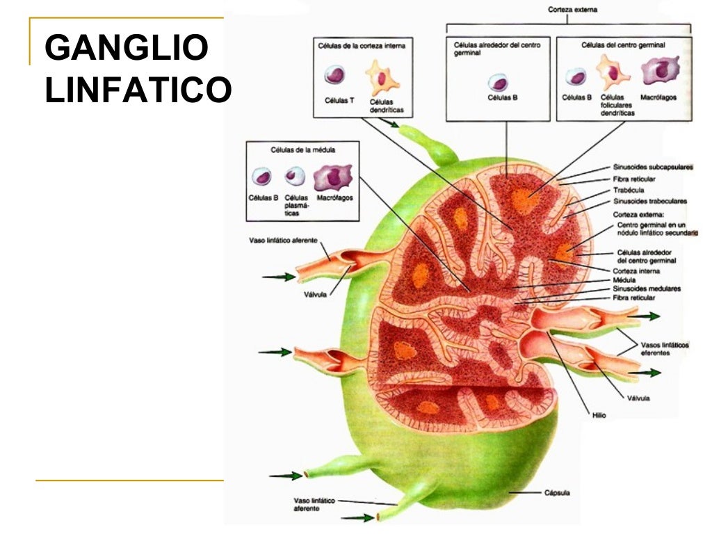 Celulas Del Sistema Linfatico Celulas Del Sistema Linfatico