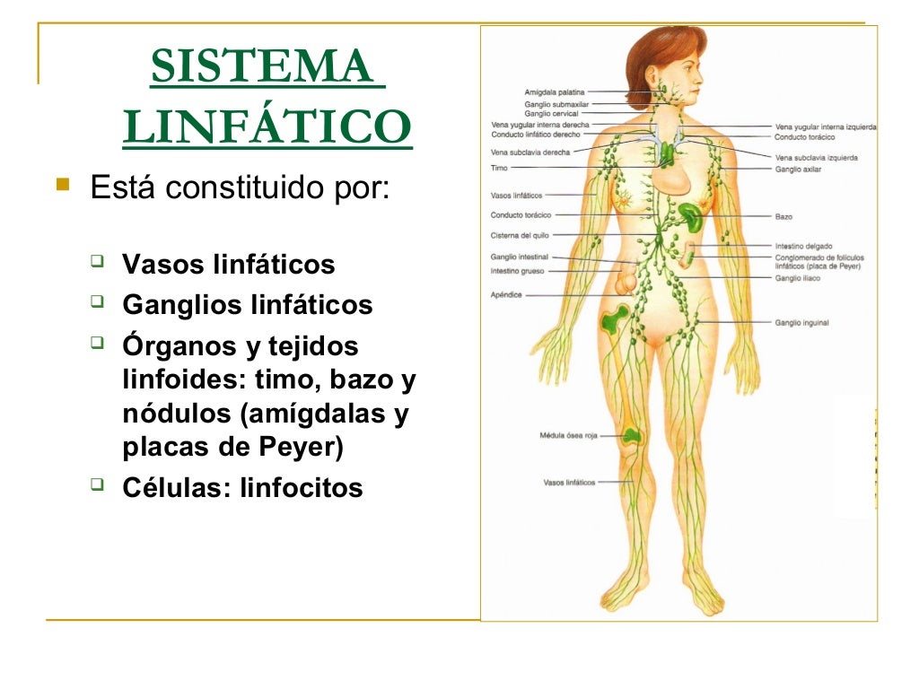 Sistema Linfatico