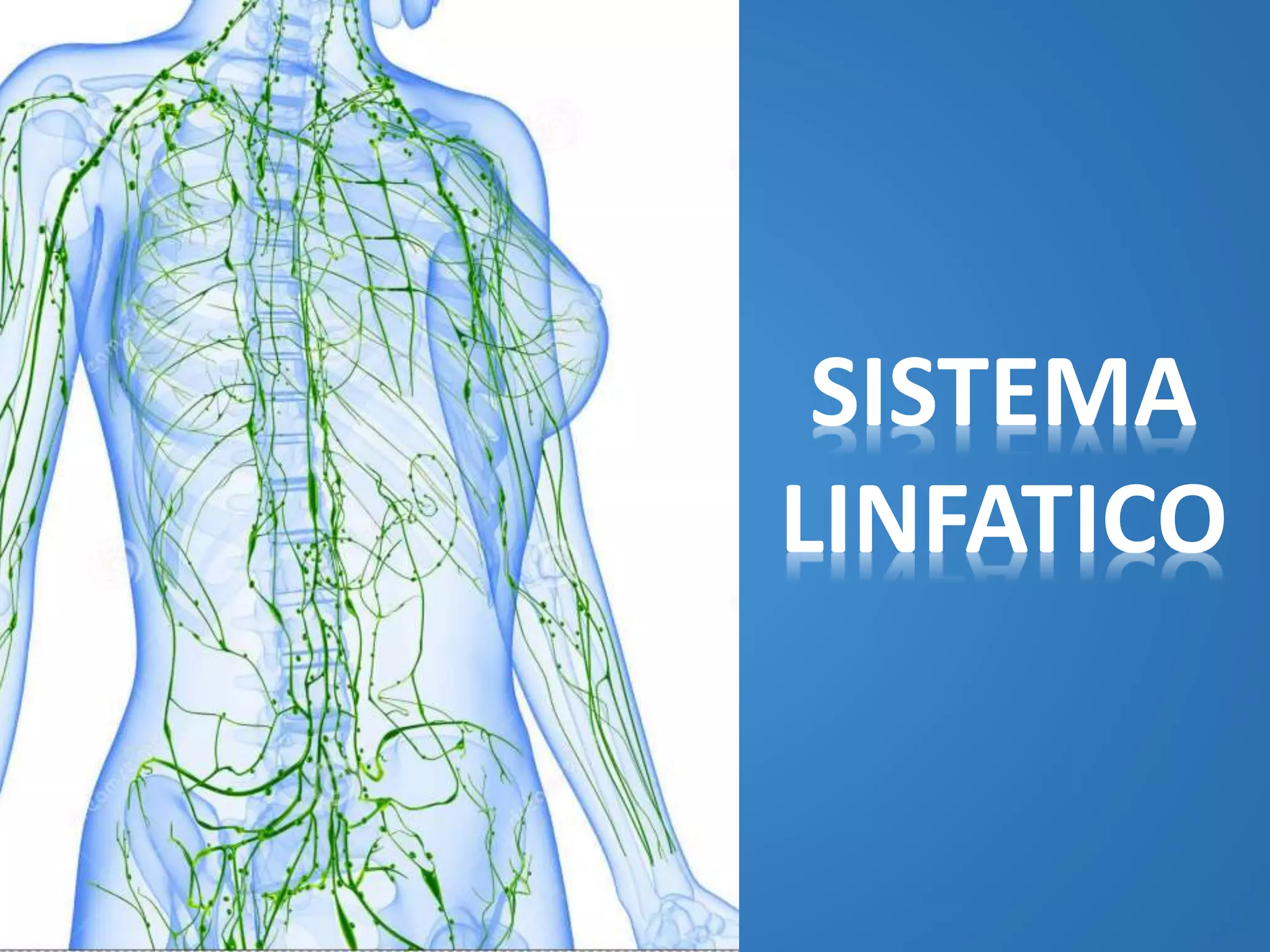 Sistema linfatico expo | PPTX