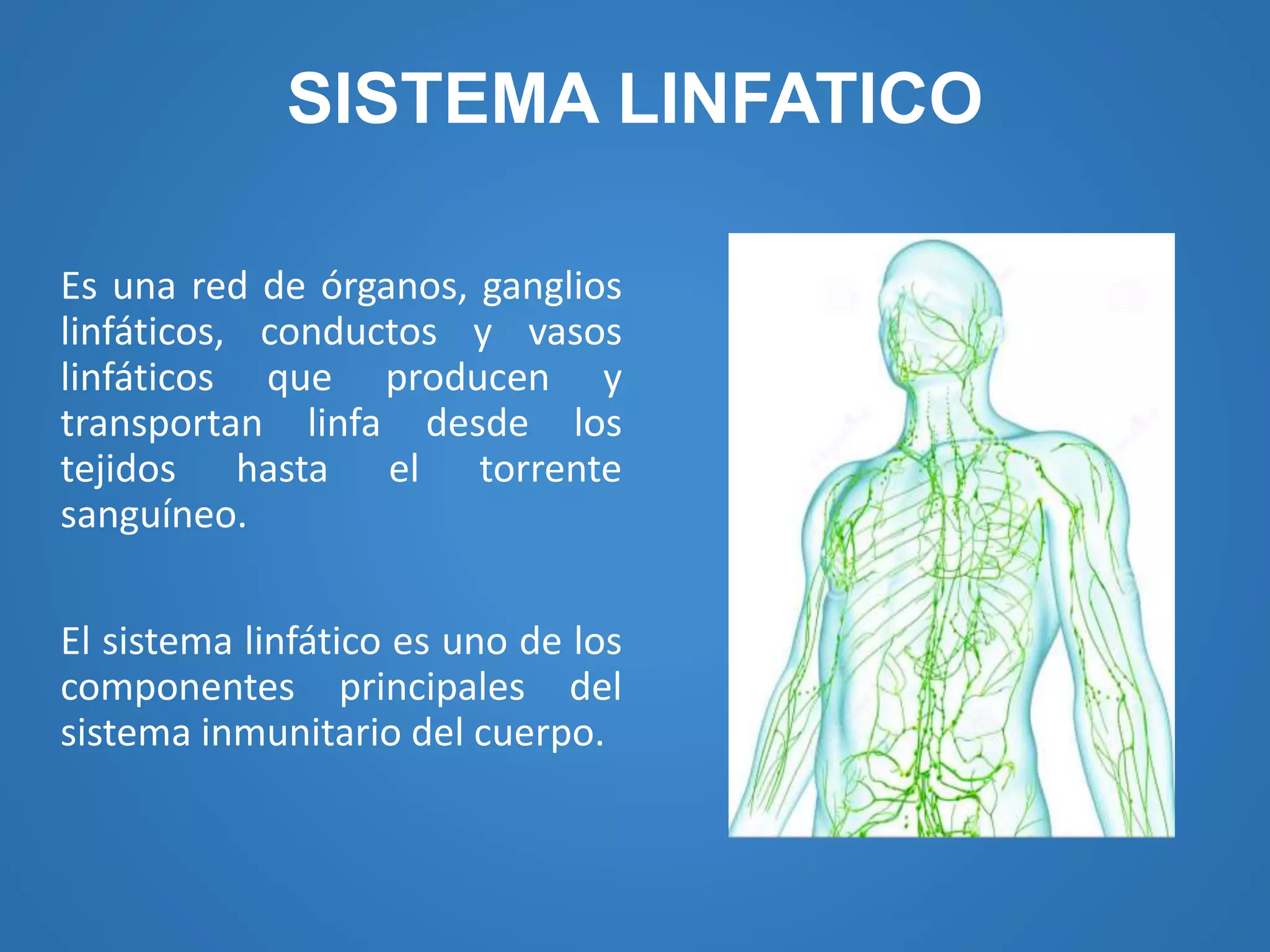 Sistema linfatico expo | PPTX