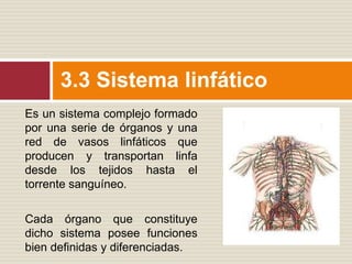 Sistema Linfático (vasos, linfa y fisiología) | PPTX