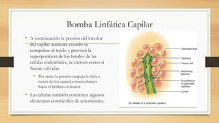 SISTEMA_LINFATICO_pptx.pptx